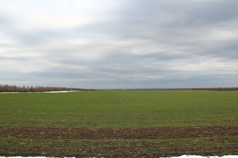 Plowed Field with Small Winter Wheat Sprouts and Snow Stock Image ...
