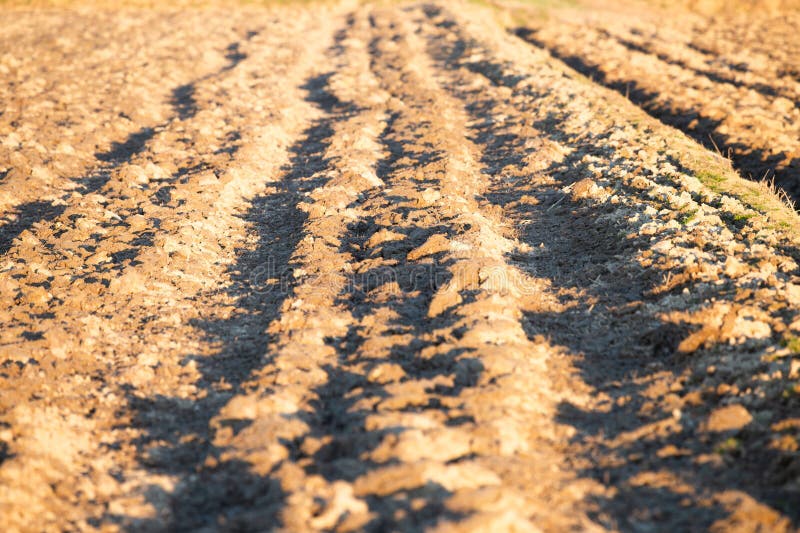 Plowed Field with Textured Soil Captured in Warm Natural Light Stock ...