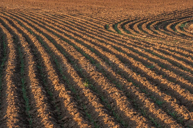 Plowed Fields with Furrow Patterns Stock Photo - Image of plowed ...