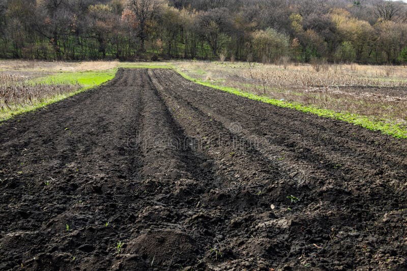 Plowed, Planted and Hilling Rows Black-earth Field. Ground Texture ...