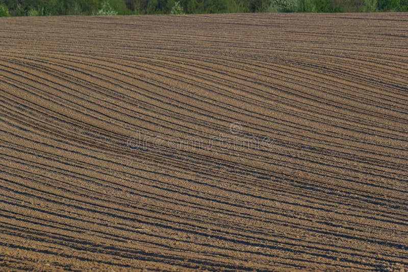Plowed, Planted and Hilling Rows Black-earth Field. Ground Texture ...