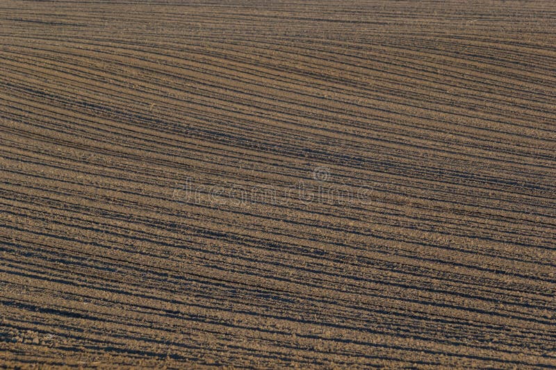 Plowed, Planted and Hilling Rows Black-earth Field. Ground Texture ...