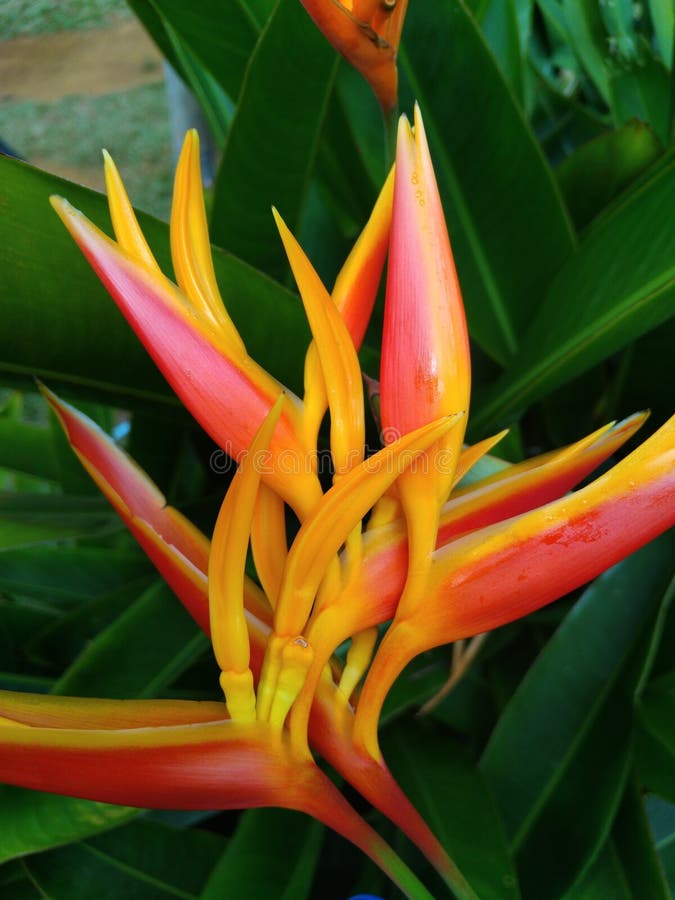 Plower Heliconia Psittacorum Stock Photo - Image of rainbow, pink ...
