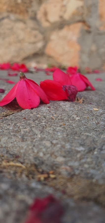 Plower Pink Spring Flowering Petals Stock Image - Image of flowering ...