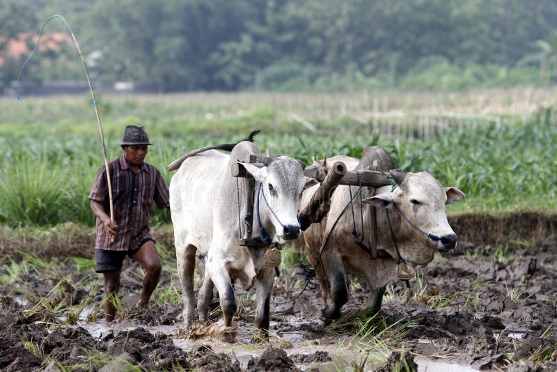 Plowing with cattle editorial photo. Image of grass, central - 35268851