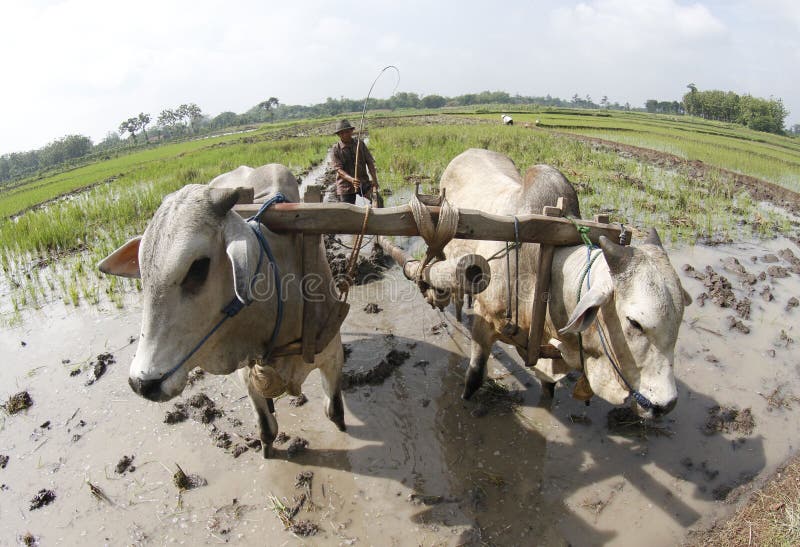 Plowing with cattle editorial photo. Image of boyolali - 35268901