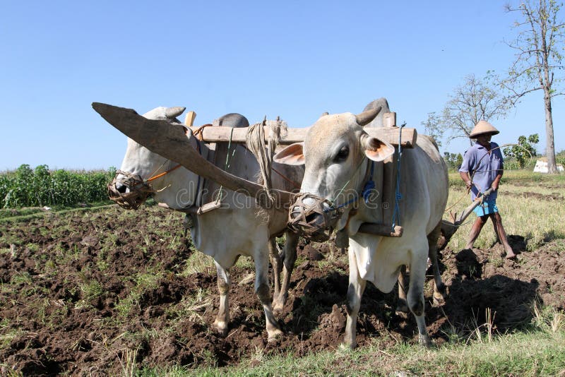 Plowing field editorial stock photo. Image of horn, village - 57755848