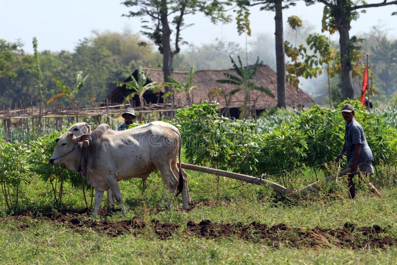 Plowing field editorial photography. Image of field, plowing - 45566482