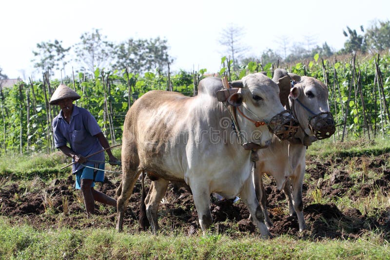 Plowing with cattle editorial image. Image of farm, cattle - 35268840