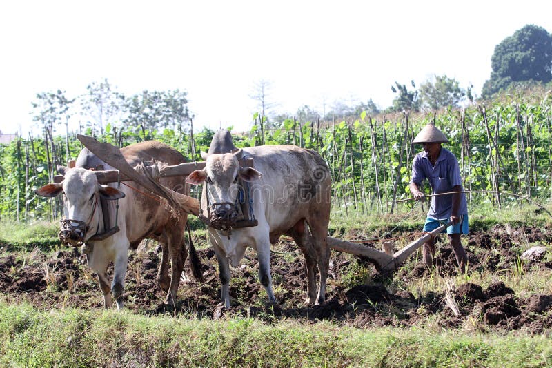 Plowing with cattle editorial photo. Image of boyolali - 35268901