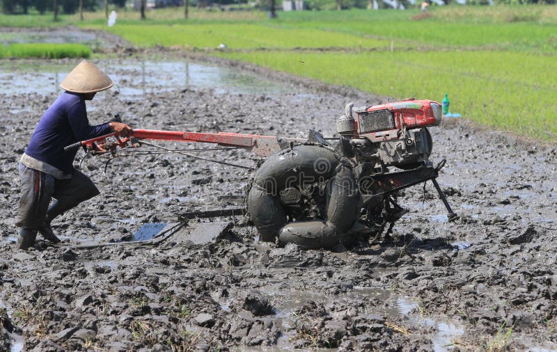 Plowing field editorial image. Image of rice, plowing - 51921535