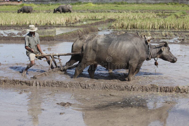 Plowing Field Editorial Photography - Image: 41044737