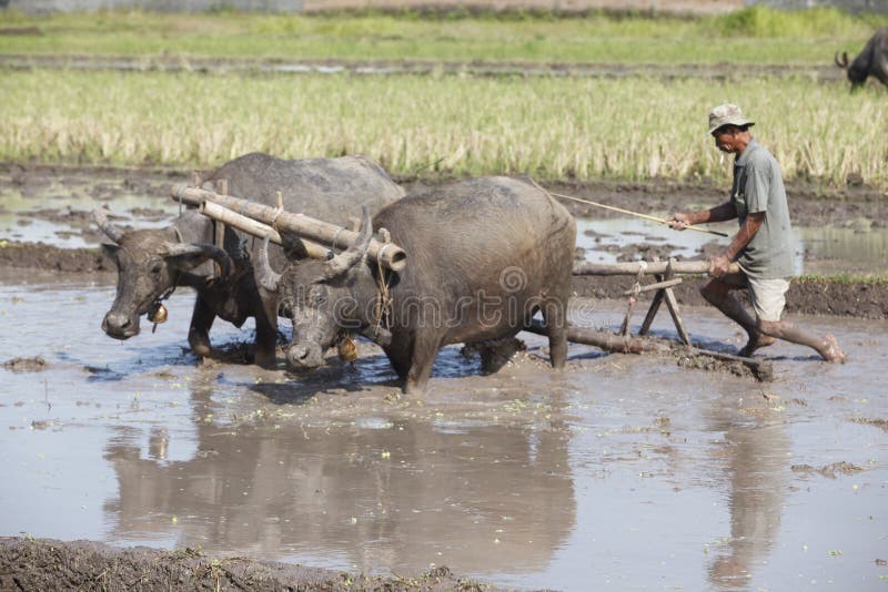 Plowing field editorial image. Image of buffalo, central - 41044775