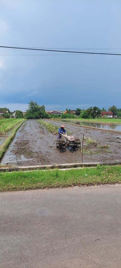 Plowing a paddy field editorial stock image. Image of addition - 261686954