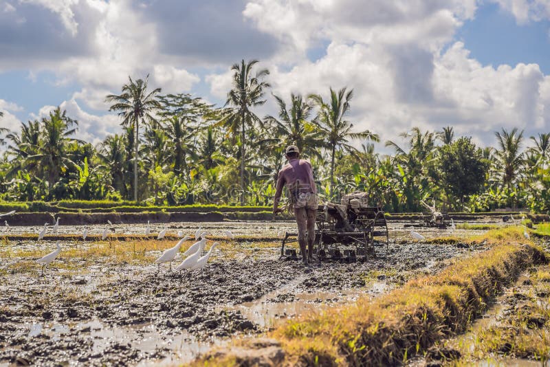 Plows Machine - Walking Tractor with Green Rice Farm at Sunny Day Stock ...