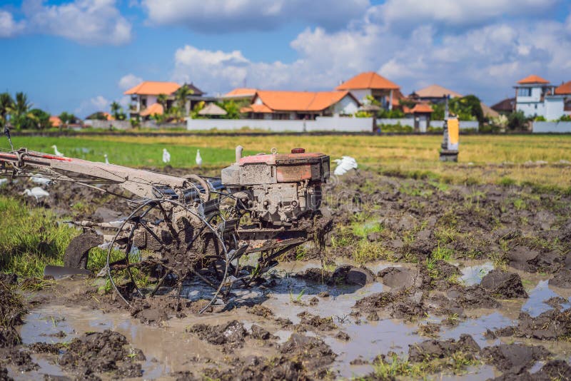 Plows Machine - Walking Tractor with Green Rice Farm at Sunny Day Stock ...