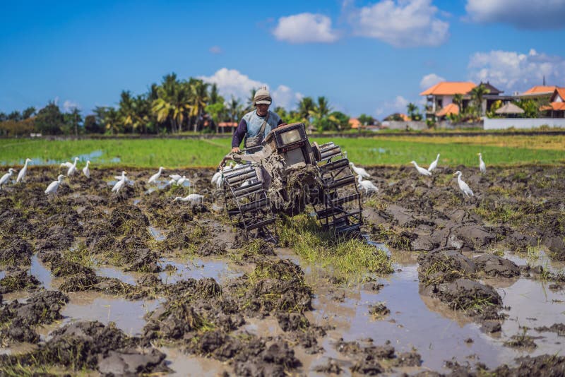 Plows Machine - Walking Tractor with Green Rice Farm at Sunny Day ...