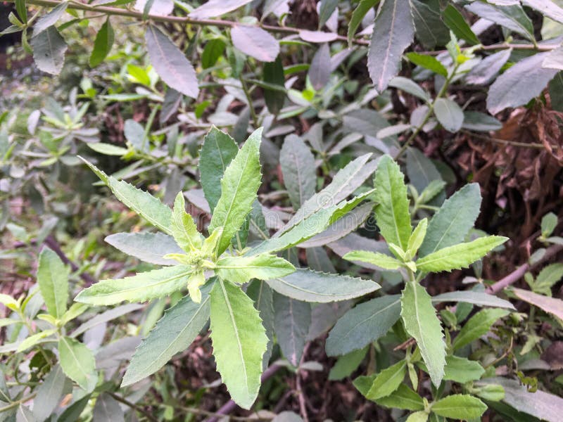 Pluchea Indica in the Garden Stock Image - Image of fence, asterales ...