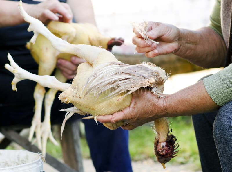 Pluck Chickens stock photo. Image of meal, plucks, goose - 44363694