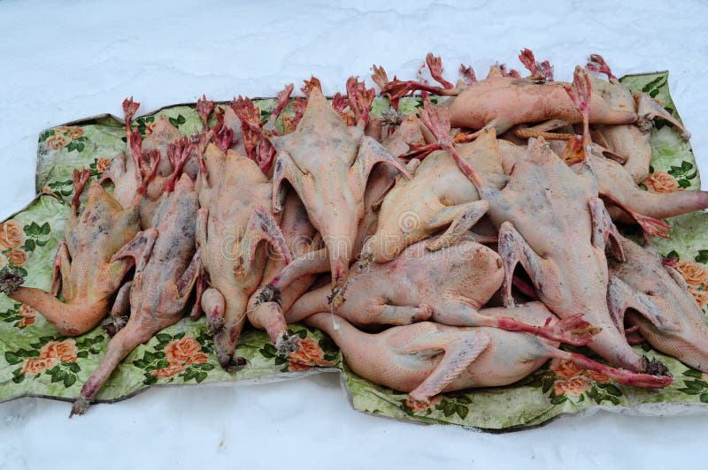 Plucked goose carcasses stock image. Image of finished - 67028315