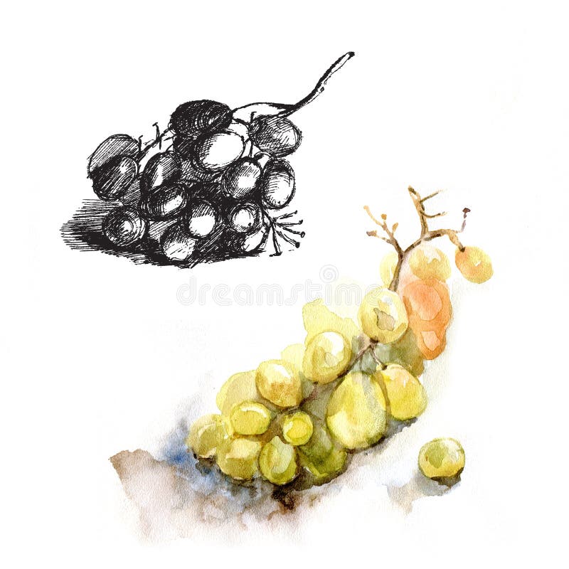 Ink Drawing Grapes Stock Illustrations – 1,127 Ink Drawing Grapes Stock ...
