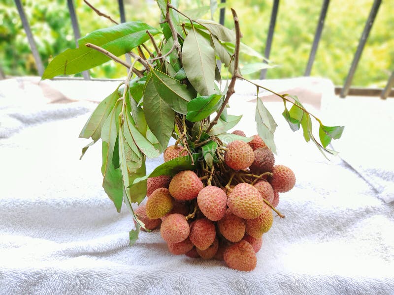 Plucked Ripe Lychee with Leaf Stock Image - Image of ripe, plucked ...
