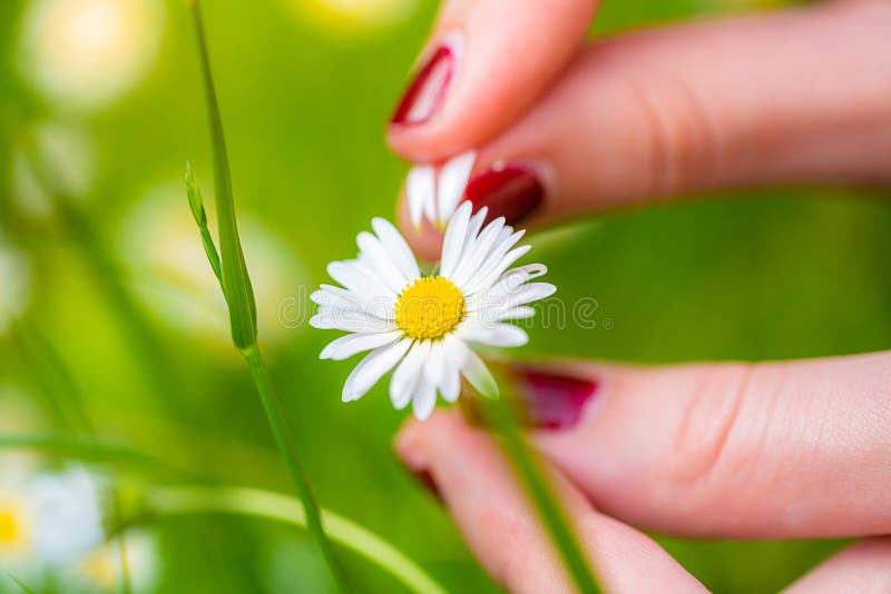 270 Hand Plucking Flower Stock Photos - Free & Royalty-Free Stock ...