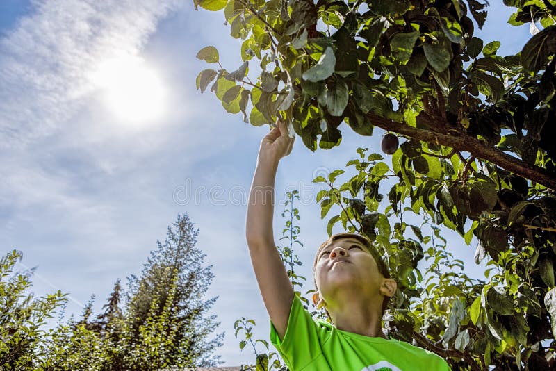 Plucking a Plum on a Hot Day. Stock Image - Image of plums, agriculture ...