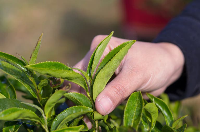 Plucking tea leaf by hand stock image. Image of background - 38525747