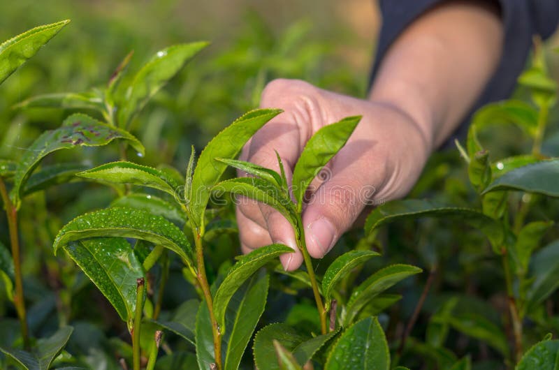 Plucking tea leaf stock photo. Image of blue, environment - 38694332