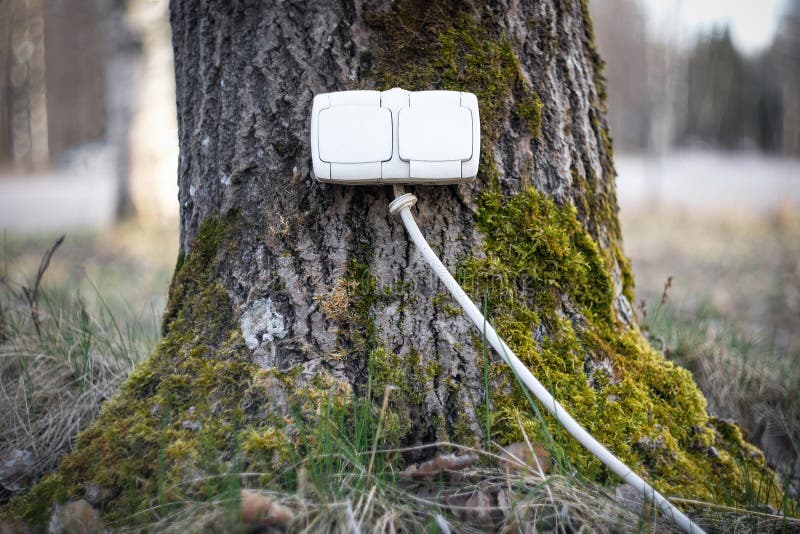 Plugged Sockets on a Tree in a Forest Stock Image - Image of natural ...
