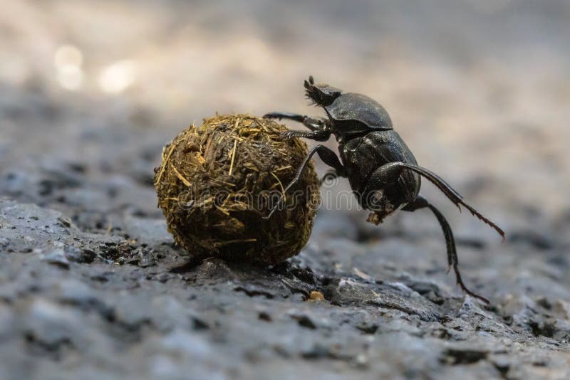 149 Animal Solving Problem Stock Photos - Free & Royalty-Free Stock ...