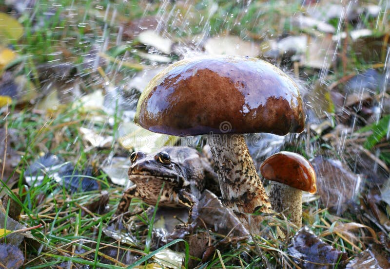 Pluie de grenouille photo stock. Image du crapaud, pluie - 7282012