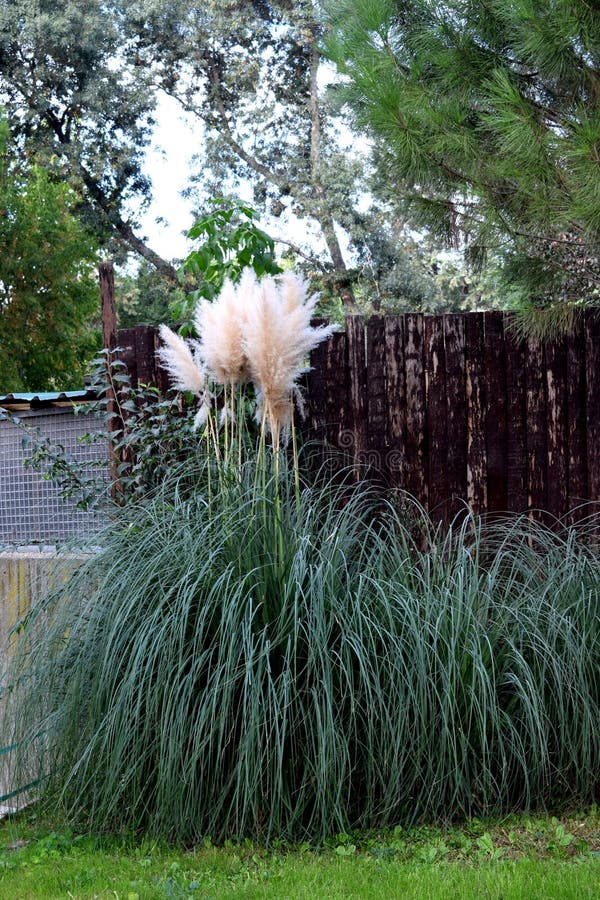 Pluim stock afbeelding. Image of park, tuin, pluim, groen - 101020713