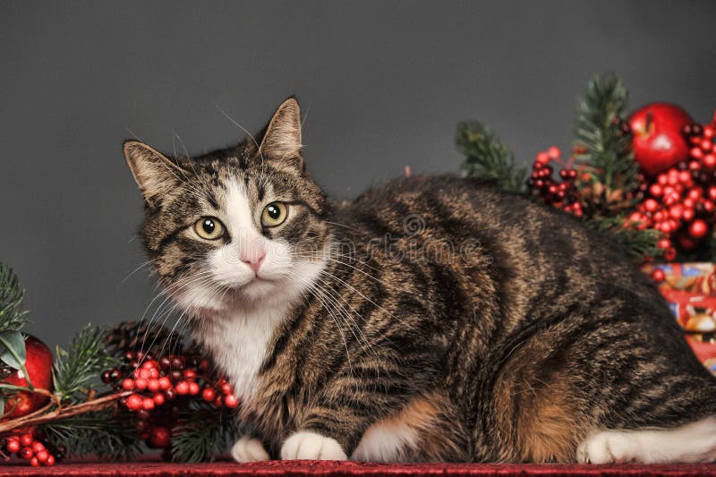 Pluis stock afbeelding. Image of dier, katje, achtergrond - 34659983