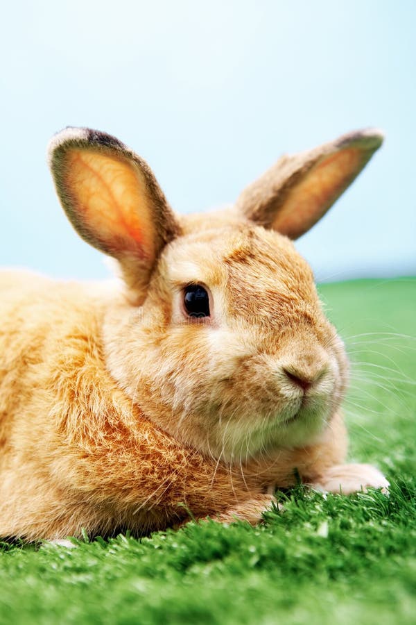 Pluizig symbool van Pasen stock afbeelding. Image of chocolade - 66452983