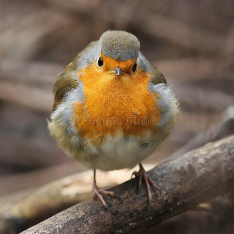 Pluizig is Een Grappige Vogel, Europese Robin Stock Afbeelding - Image ...