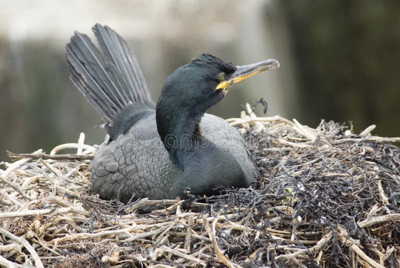Pluizig Laken in Het Pluizig Laken Van De Nestrots, Phalacrocorax ...