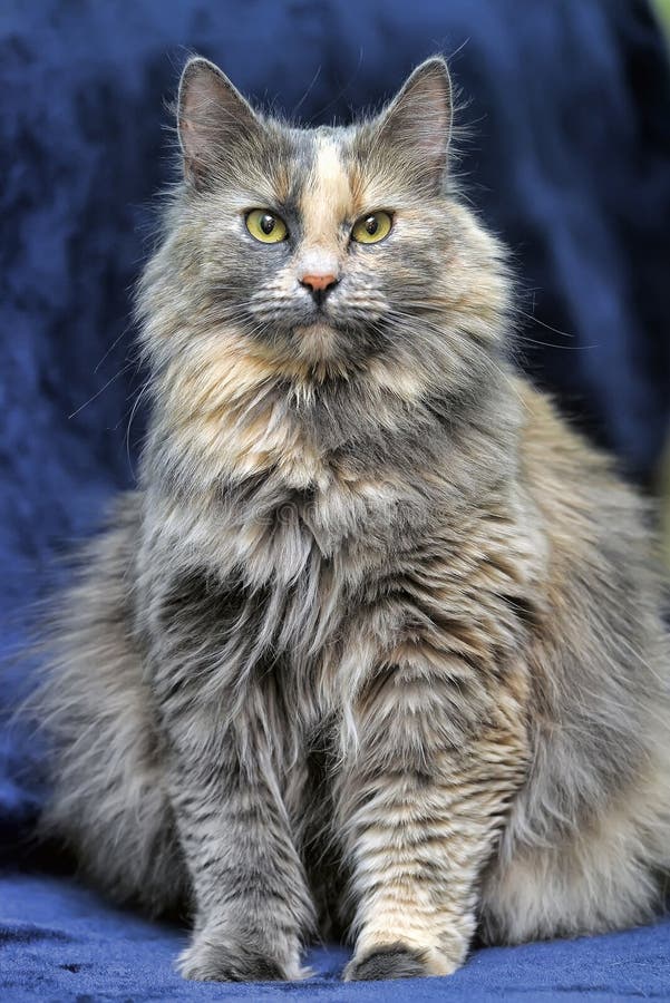 Pluizige kat stock foto. Afbeelding bestaande uit mustache - 36729412