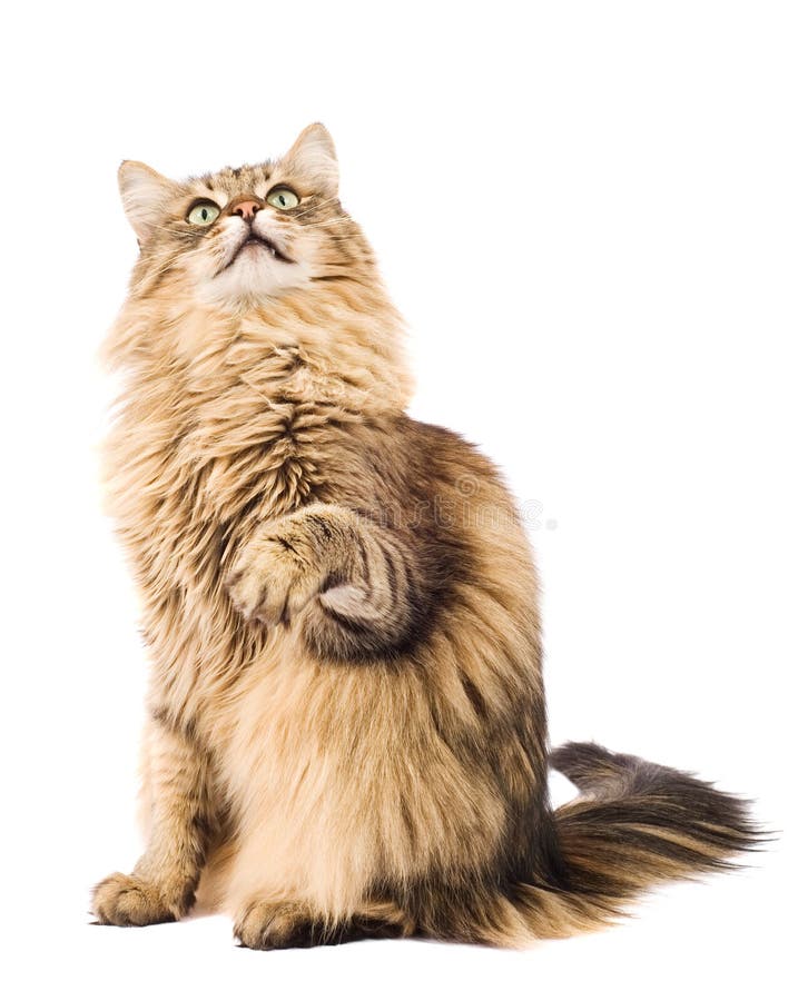 Pluizige Kat Die Poot Opheft. Geïsoleerdp Op Wit Stock Foto - Image of ...