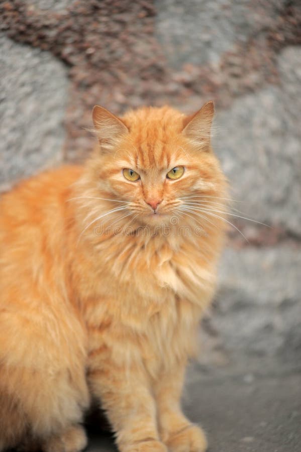 Pluizige rode kat stock foto. Image of nieuwsgierigheid - 38014184