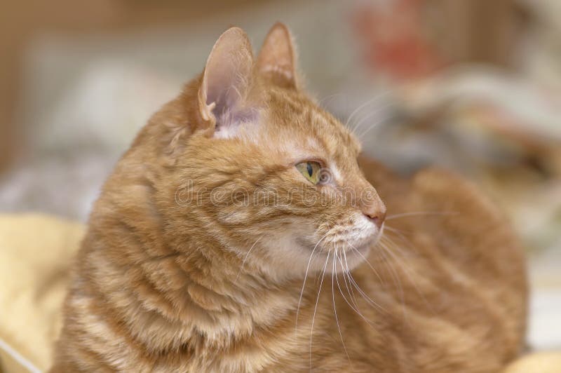 Pluizige Rode Kat Met Grote Groene Ogenclose-up Stock Foto - Image of ...