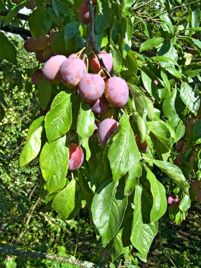 Plum stock image. Image of fruit, leaf, dessert, bacca - 11703337