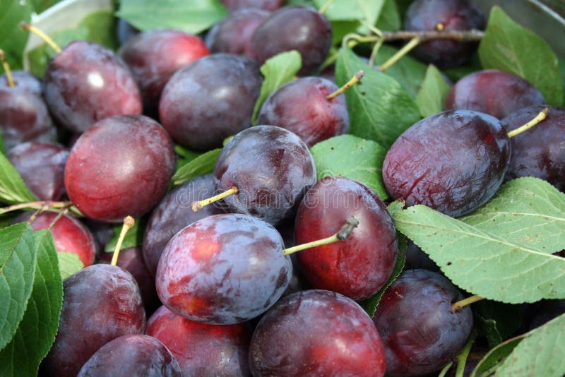 Plum stock photo. Image of beauty, appetizing, collect - 13672048