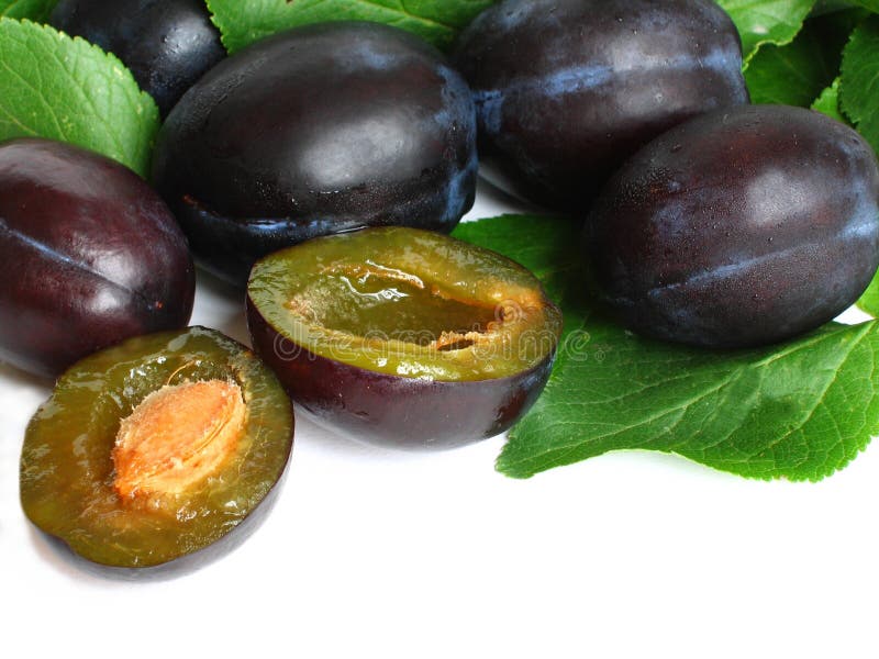 Plum stock photo. Image of fruit, garden, plum, agriculture - 1439990