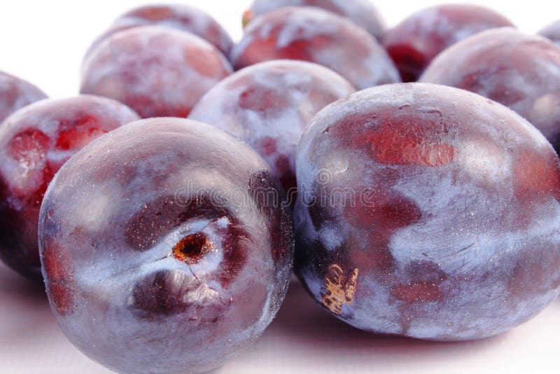 Photography of Rigatoni Black Amber Plums Damson Plum Prunus Domestica ...