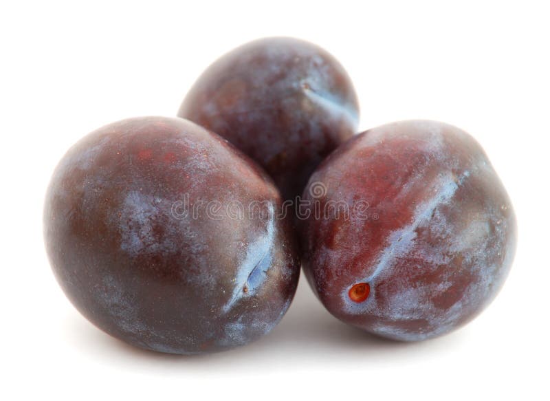 Photography of Rigatoni Black Amber Plums Damson Plum Prunus Domestica ...