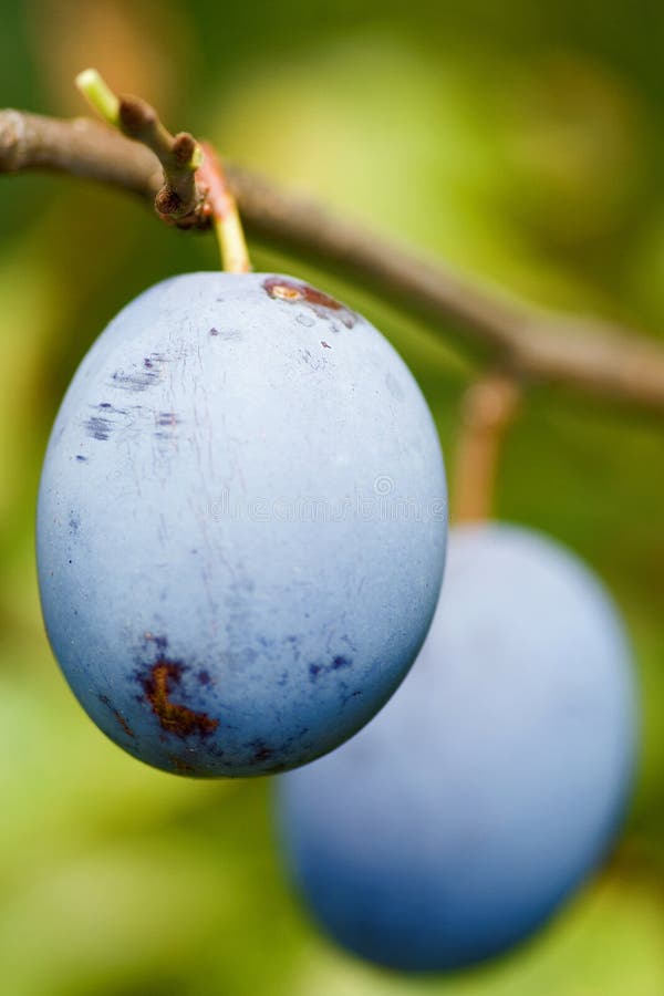 Blue plum macro stock photo. Image of diet, agriculture - 16526462