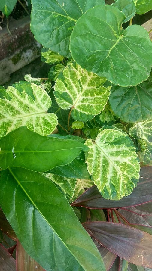 Plum Aralea, Green, Leaf, Garden, Nature Stock Image - Image of food ...