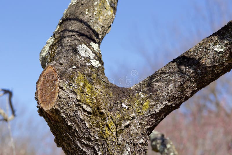 Old aged plum tree stump stock photo. Image of cracked - 112938152